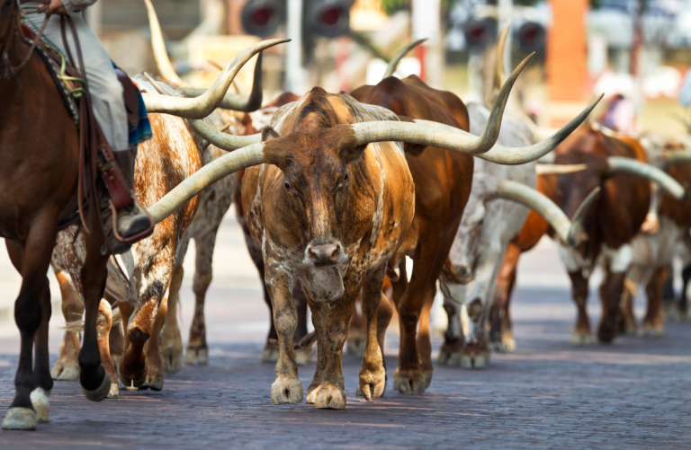 Fort Worth Stockyards | Stockyards